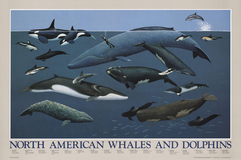 North American Whales and Dolphins Species Identification Poster ...