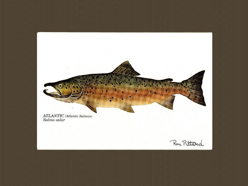 Atlantic Salmon Fish Print - Fishing Wall Art Decor – Charting Nature
