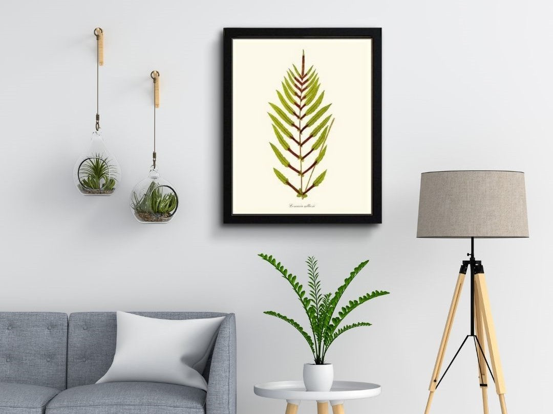 Vintage Fern Wall Art Prints | Frame and Unframed | Timeless Botanical ...