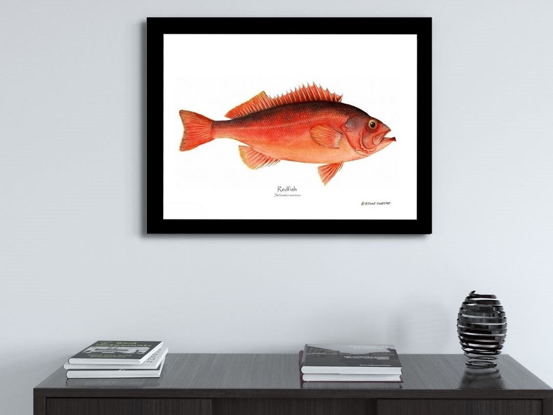 Fish and Shellfish Prints | Brenda Gillespie – Charting Nature