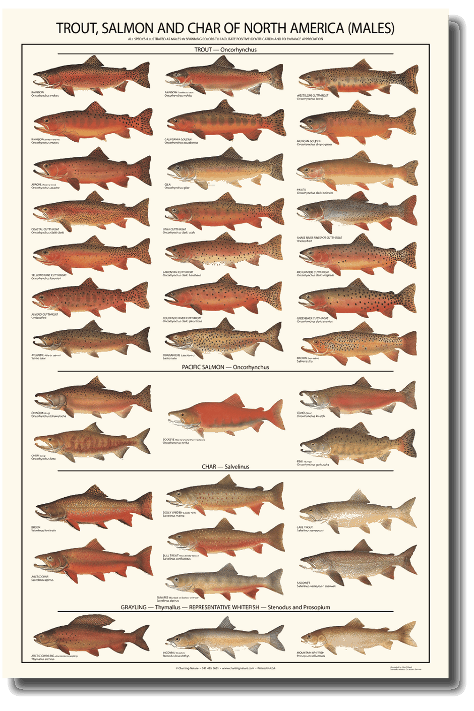 Fish Posters and Identification Charts | Freshwater Saltwater Guides ...