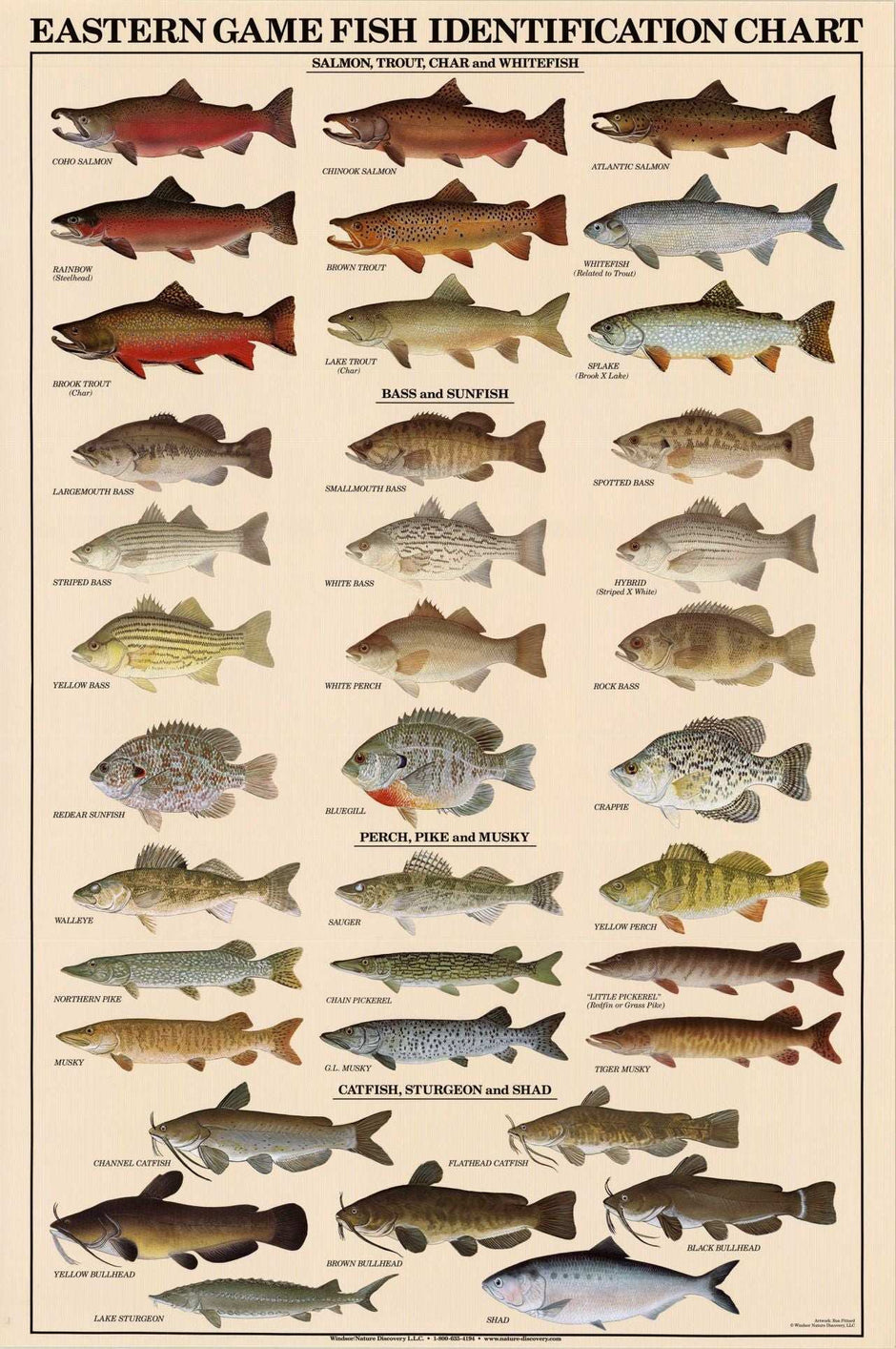 Fish Posters and Identification Charts | Freshwater Saltwater Guides ...