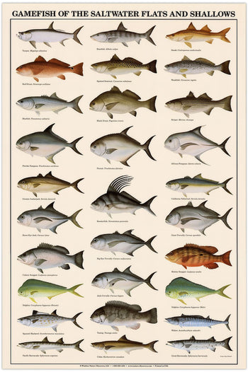 Fish Posters and Identification Charts | Freshwater Saltwater Guides ...