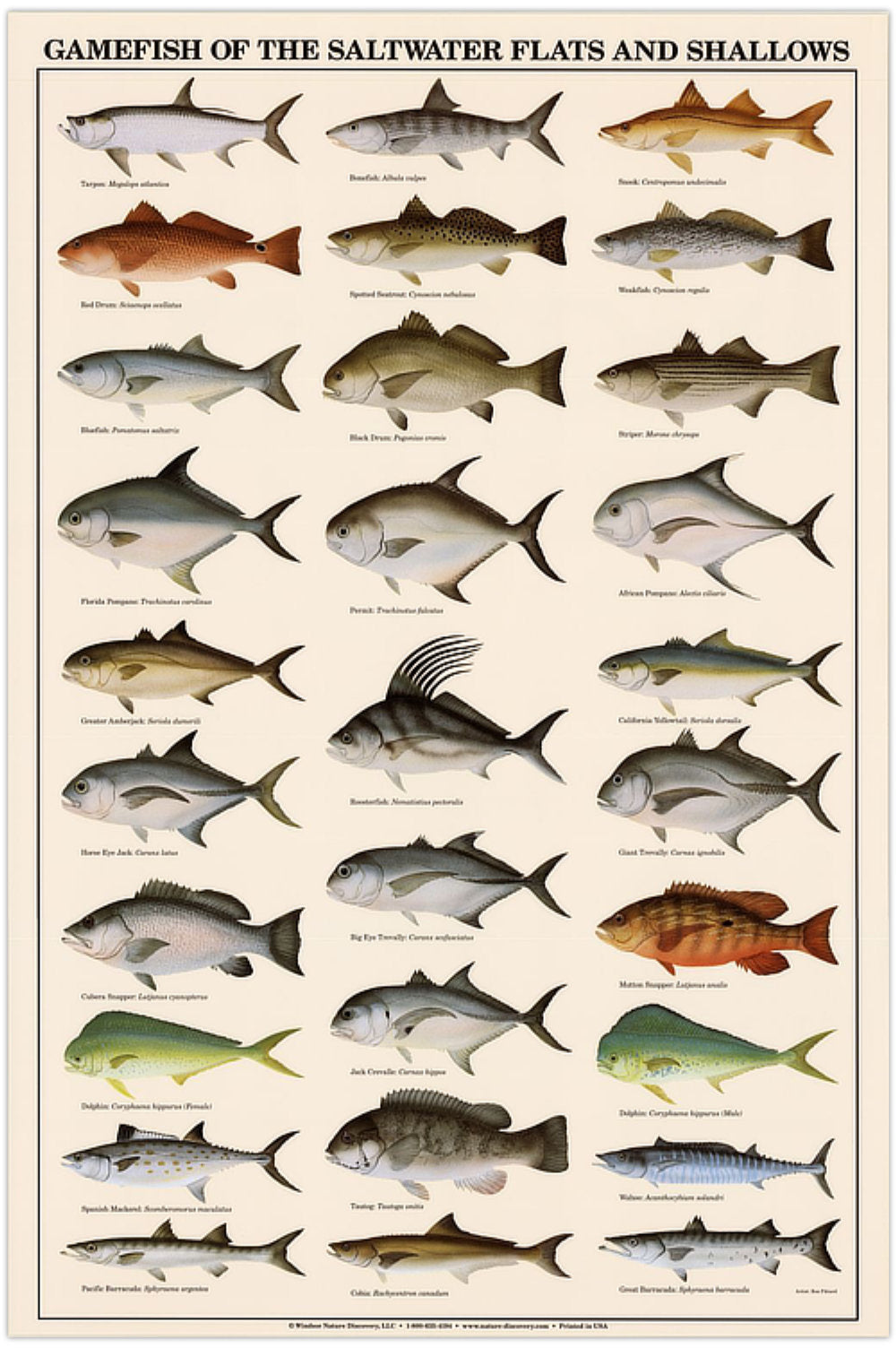 Gamefish Poster Identification Chart | Saltwater Flats and Shallows | A ...