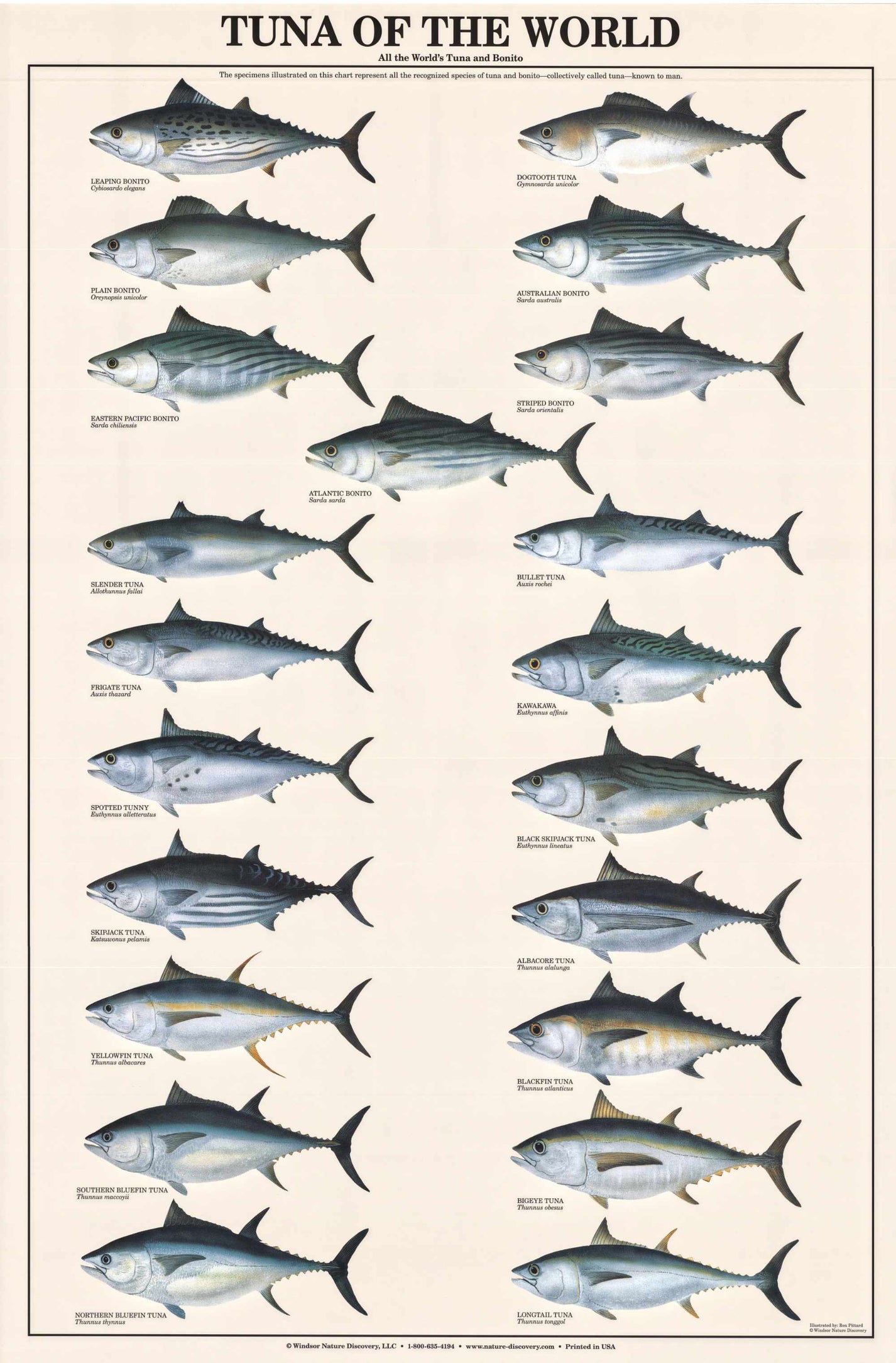Tuna Species Identification Chart – 24"x36" Poster by Ron Pittard ...