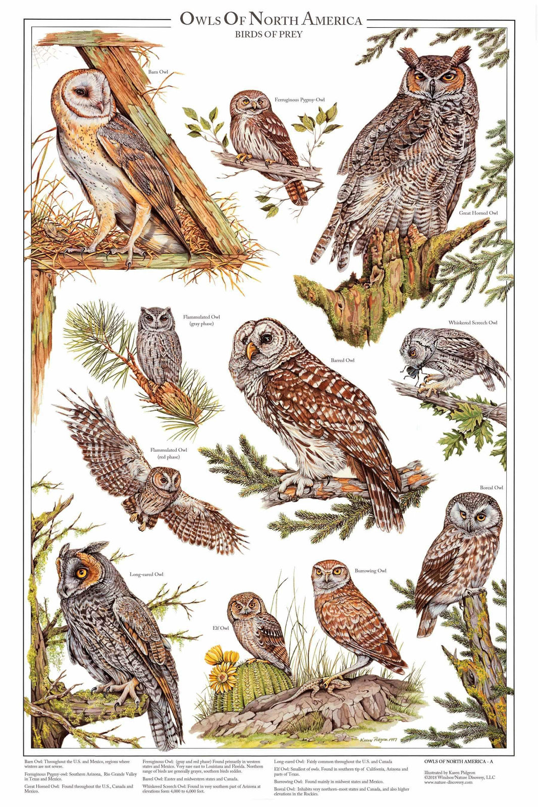 Bird Wall Art Poster Prints. Backyard and Birds of Prey Identification ...