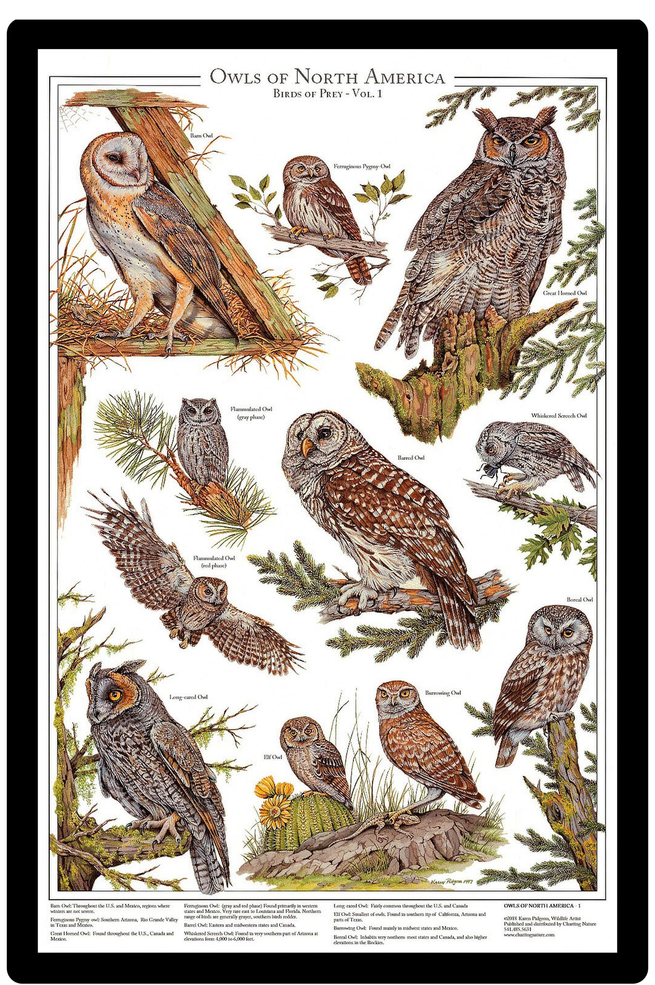 Owl Poster Print: Owls Of North America Identification Chart. Wall Art ...