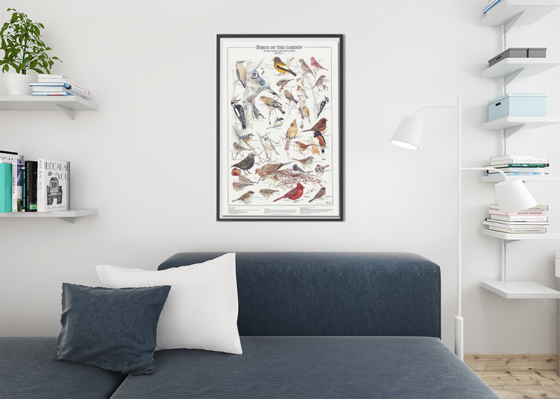 Backyard Garden Bird Art Print Poster | Winter Species Identification ...