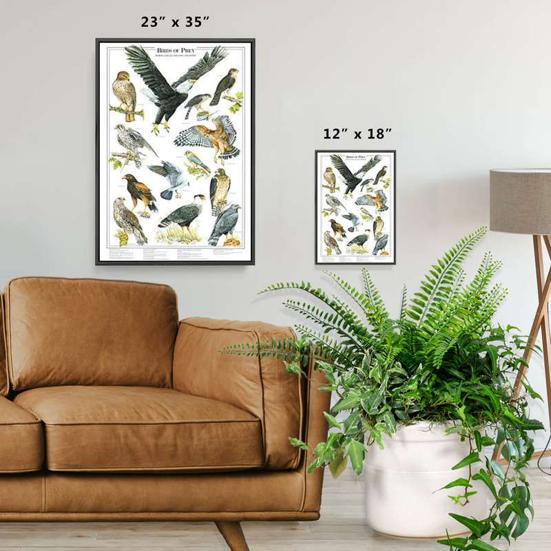 Birds of Prey Poster Vol 1: Eagles and Hawks Identification Chart ...