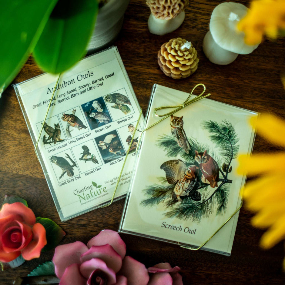 Bird Note Cards – Charting Nature