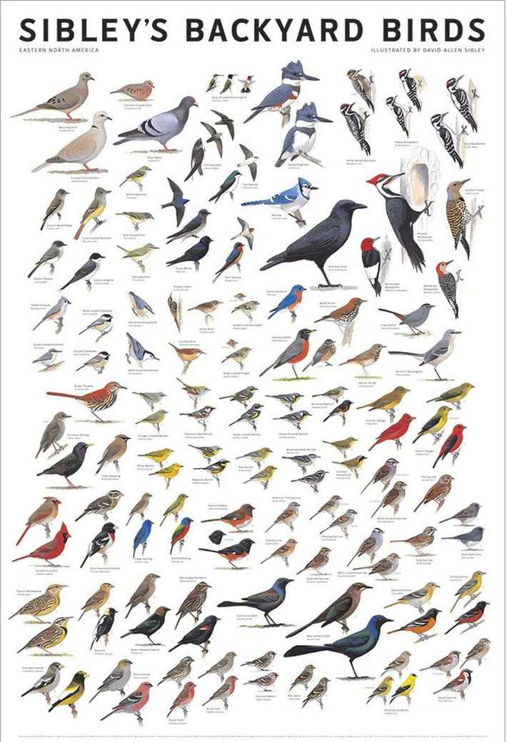 Backyard Bird Poster: Sibley's Eastern North America Birds – Charting ...
