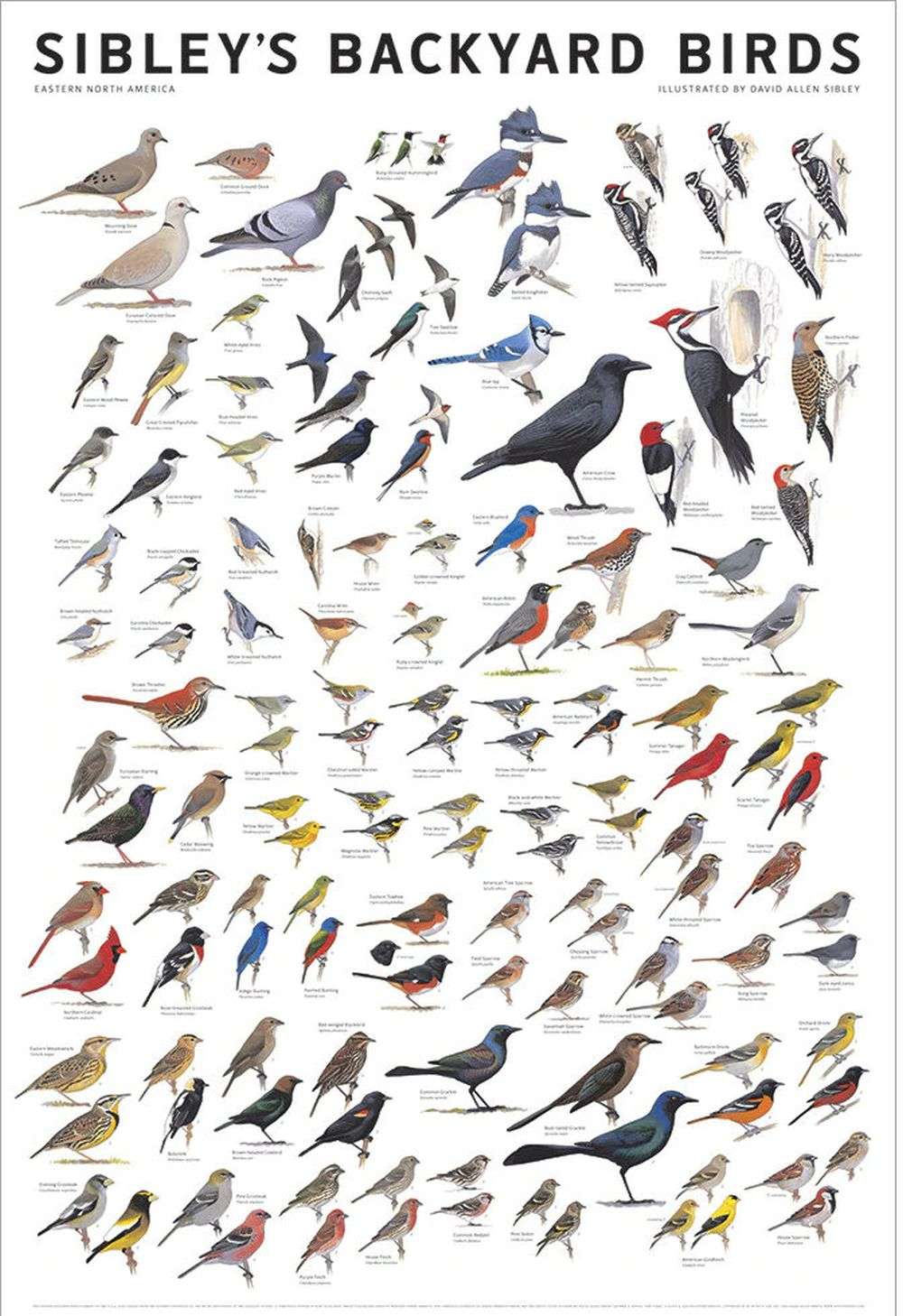 State Birds Poster, Identification Chart – Charting Nature