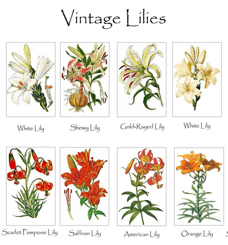 Lily Note Cards - Botanical print notecard set – Charting Nature