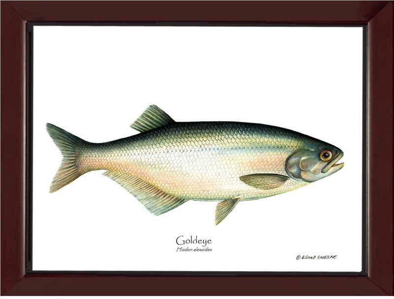 Fish Print: Goldeye Hiodon alesoide – Charting Nature