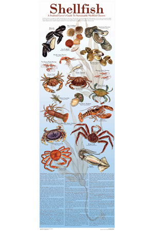Seafood Poster and Guide Shellfish Species Identification Poster ...