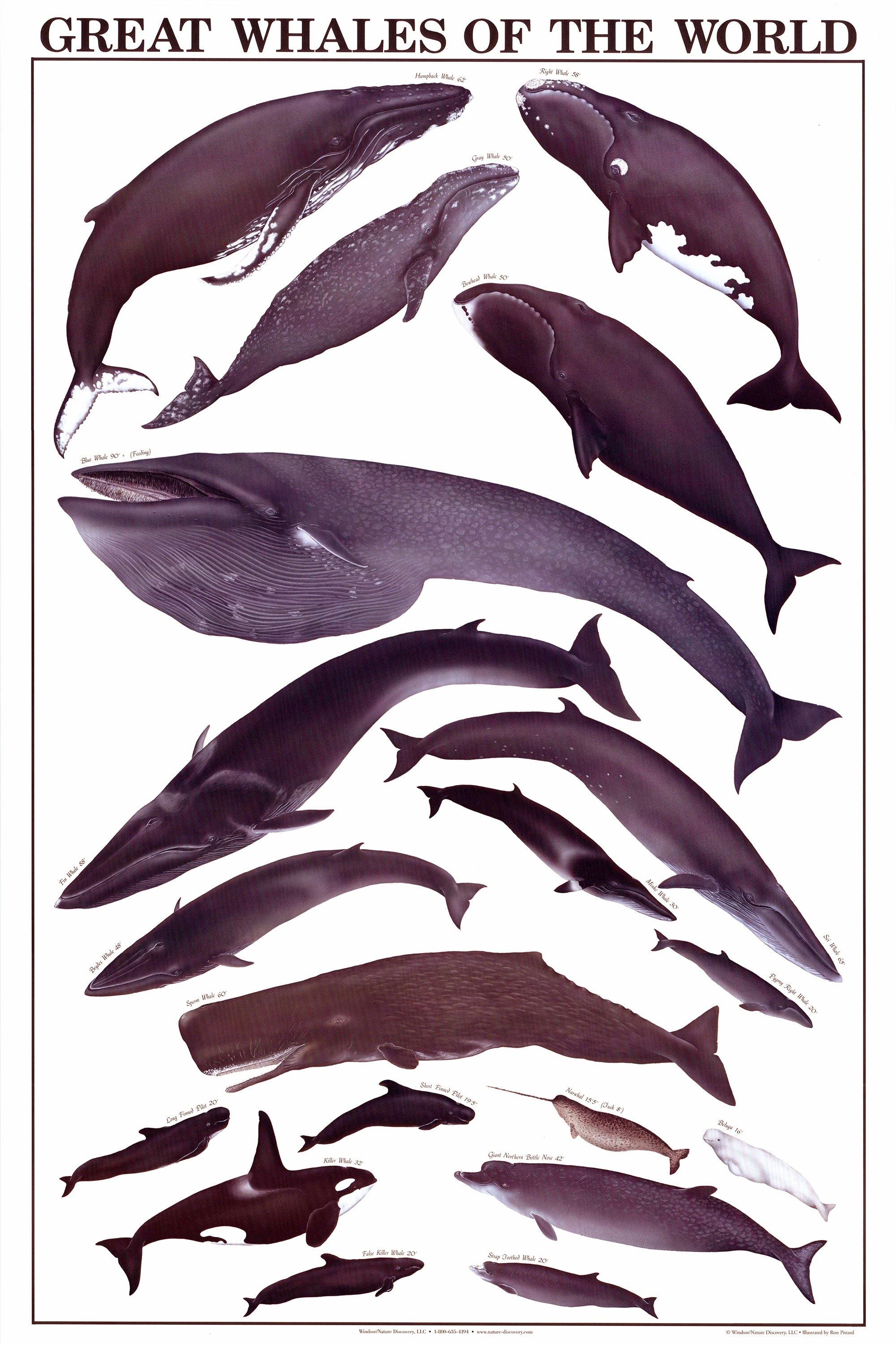 Types Of Toothed Whales