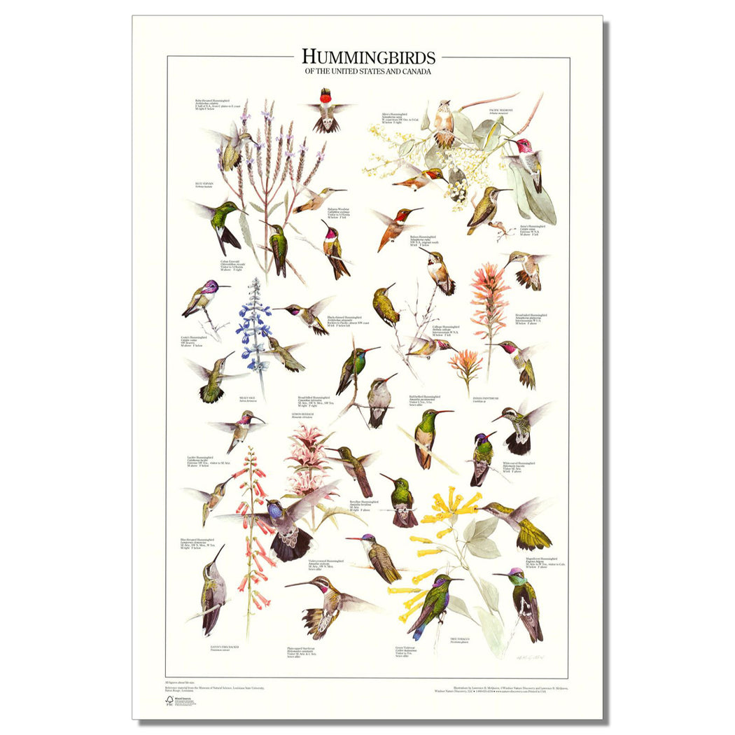 Bird Posters, Species Identification Chart – Charting Nature