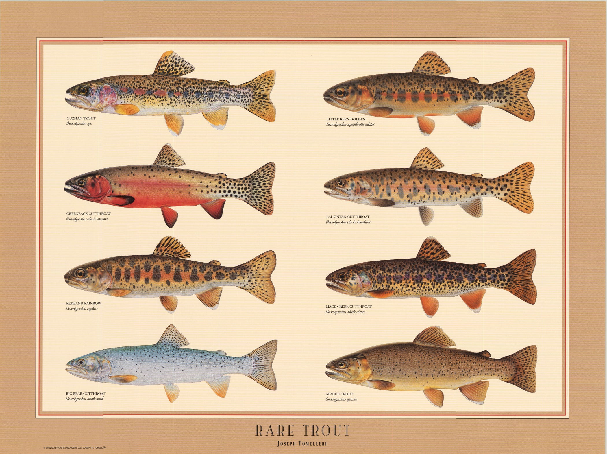 Rare Trout Art Print Poster and Identification Chart. Illustrated ...