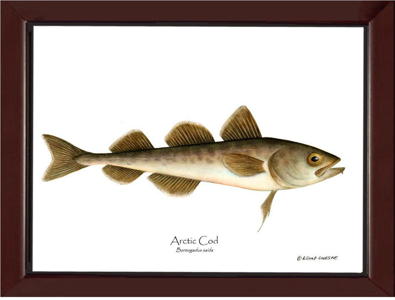 Fish Print: Cod, Arctic Cod, Arctic - Boreogadus – Charting Nature