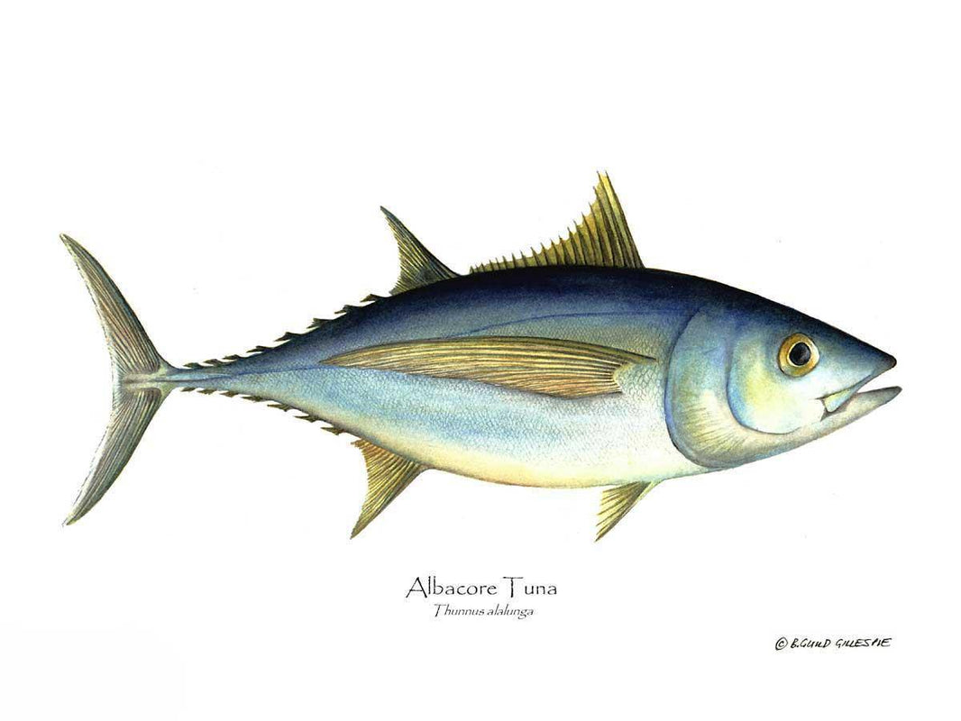 Fish and Shellfish Prints | Brenda Gillespie – Charting Nature