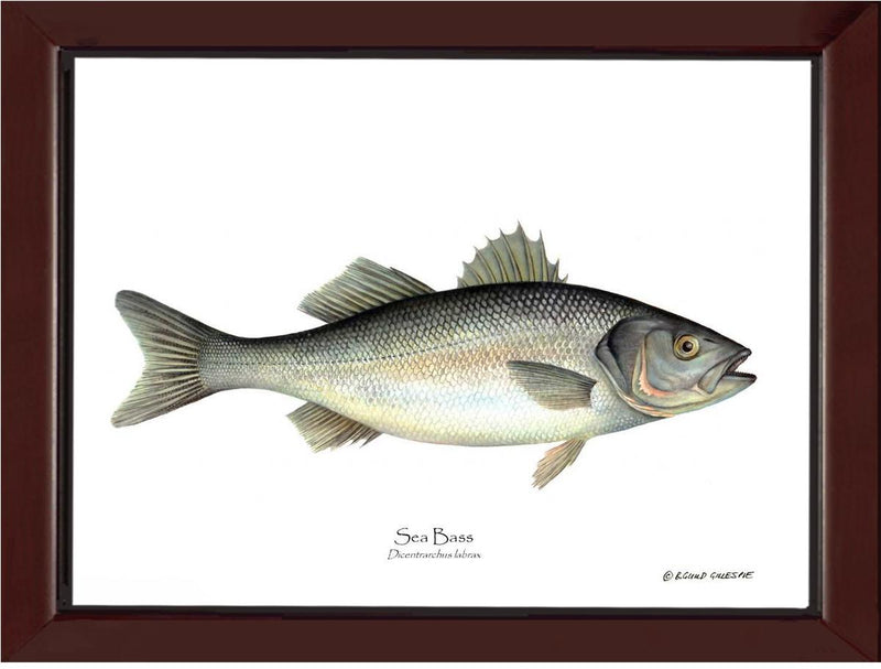 Fish Print: Sea Bass Dicentrarchus labrax – Charting Nature