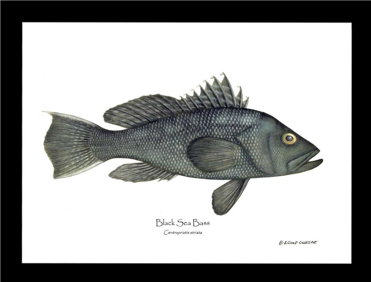 Fish and Shellfish Prints | Brenda Gillespie – Charting Nature