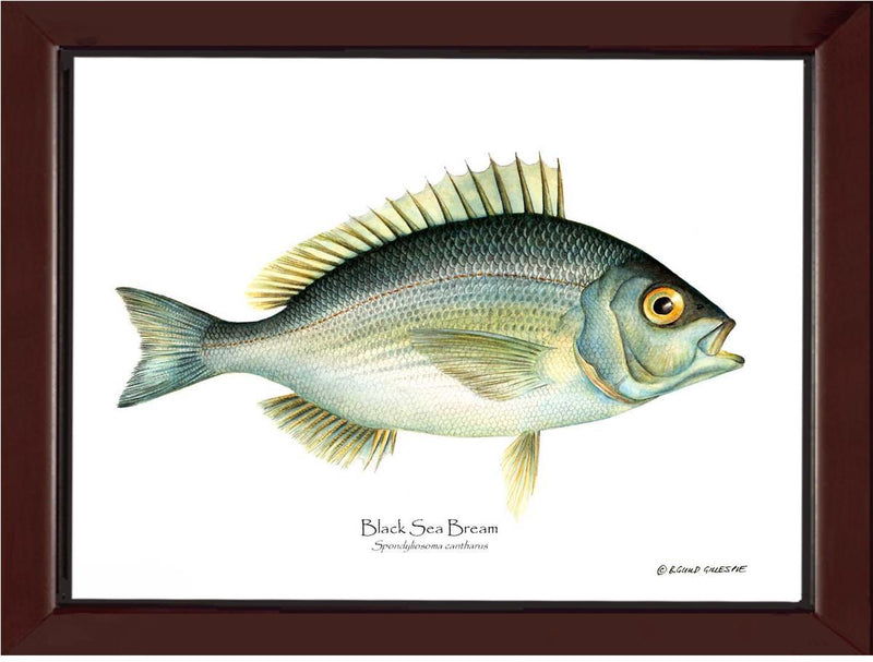 Fish Print: Bream Black Sea Spondyliosoma cantharus – Charting Nature