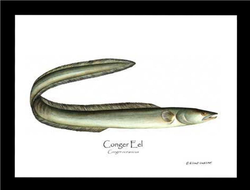 Fish Print: Eel Conger Conger oceanicus – Charting Nature