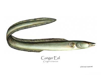 Fish Print: Eel Conger Conger oceanicus – Charting Nature