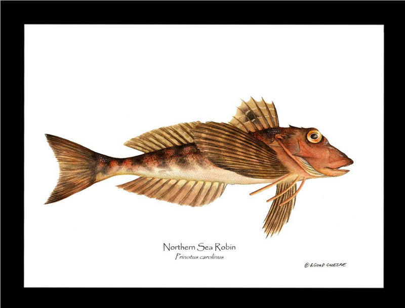 Fish Print: Northern Sea Robin Picture – Charting Nature
