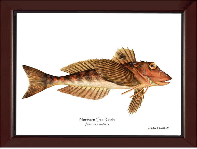 Fish Print: Northern Sea Robin Picture – Charting Nature