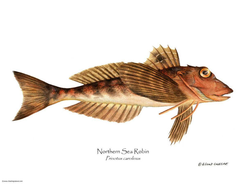 Fish Print: Northern Sea Robin Picture – Charting Nature
