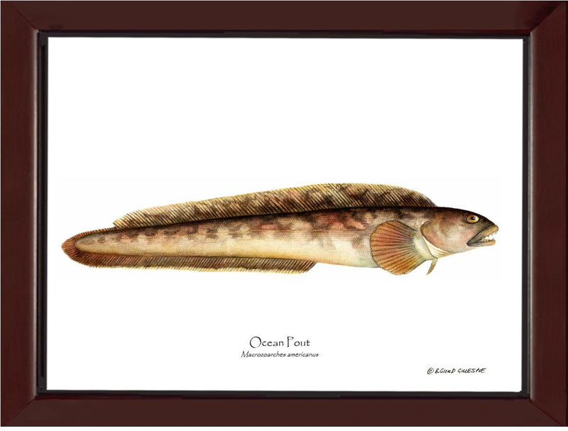 Fish Print: Ocean Pout Macrozoarches americanus – Charting Nature