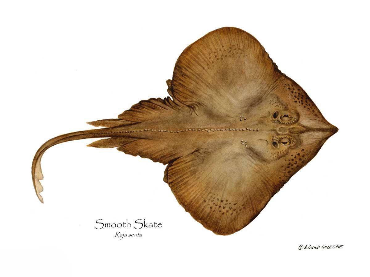 Fish Print: Smooth Skate Raja senta – Charting Nature