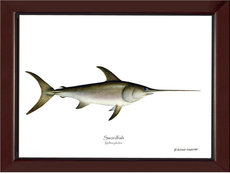 Fish Print: Swordfish Xiphias gladius – Charting Nature
