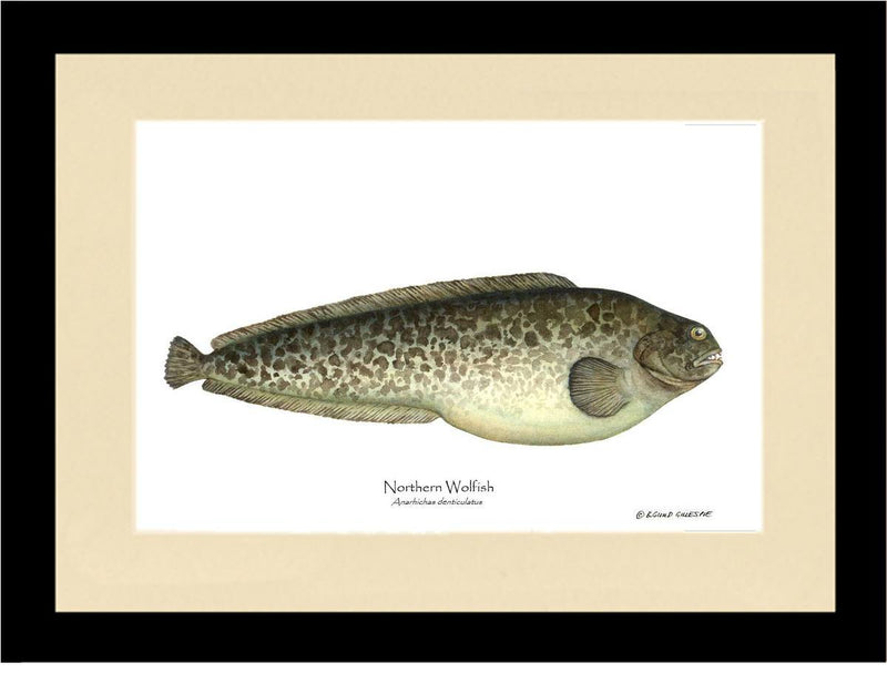 Fish Print: Striped Wolffish Anarichus lupus – Charting Nature