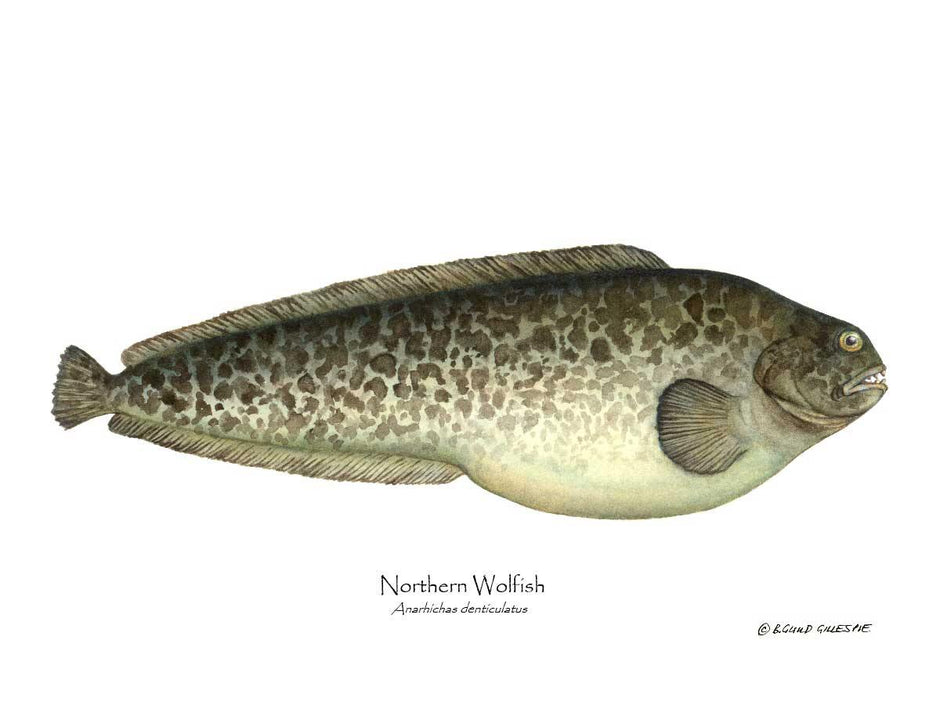 Fish and Shellfish Prints | Brenda Gillespie – Page 4 – Charting Nature