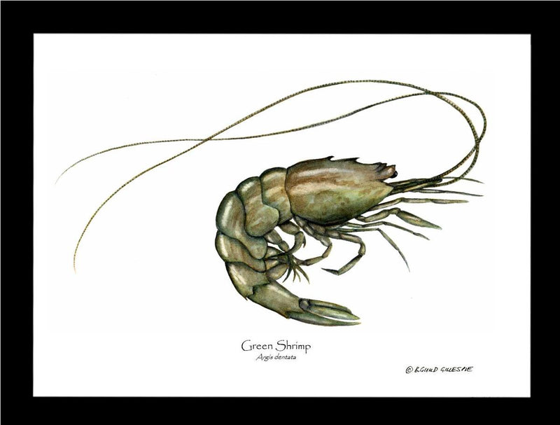 Shellfish Print: Shrimp, Green | Shellfish Wall Art Print – Charting Nature