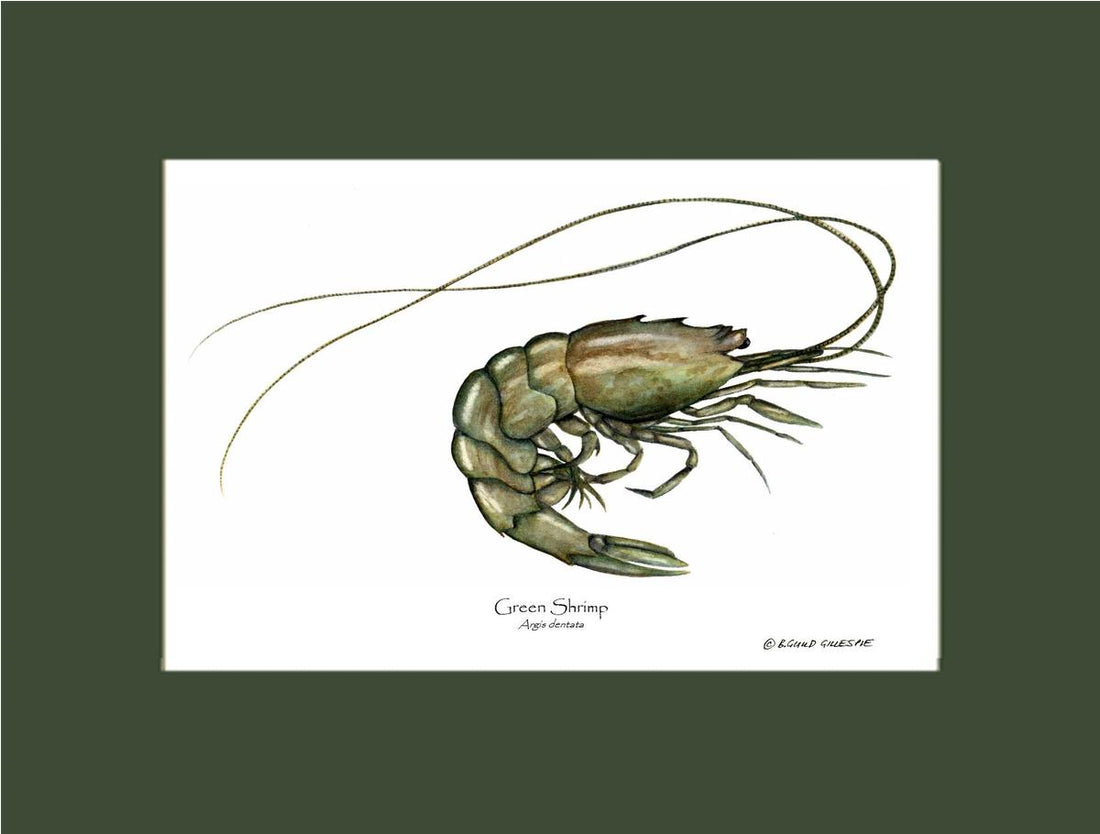 Shellfish Print: Shrimp, Green | Shellfish Wall Art Print – Charting Nature