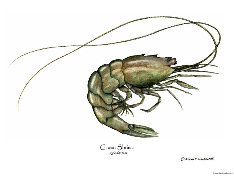 Shellfish Print: Shrimp, Green | Shellfish Wall Art Print – Charting Nature