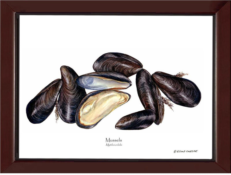 Mussels | Shellfish Wall Art Print – Charting Nature