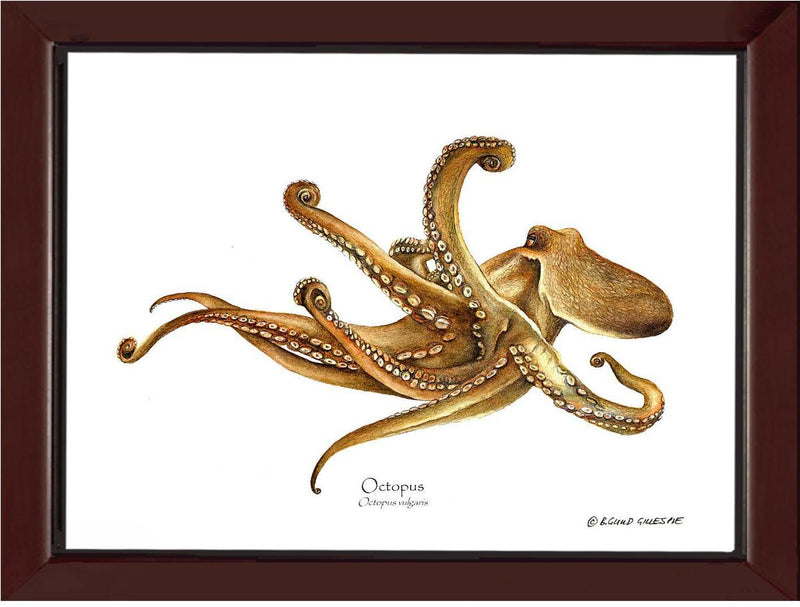 Octopus | Shellfish Wall Art Print – Charting Nature
