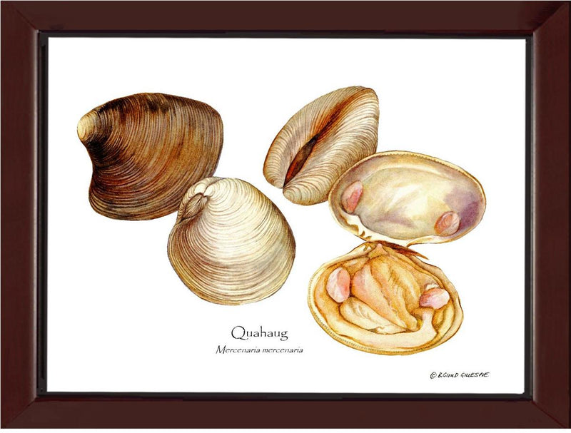 Quahaug | Shellfish Wall Art Print – Charting Nature