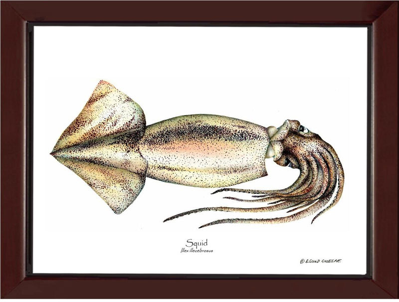 Shellfish Print: Squid | Shellfish Wall Art Print – Charting Nature