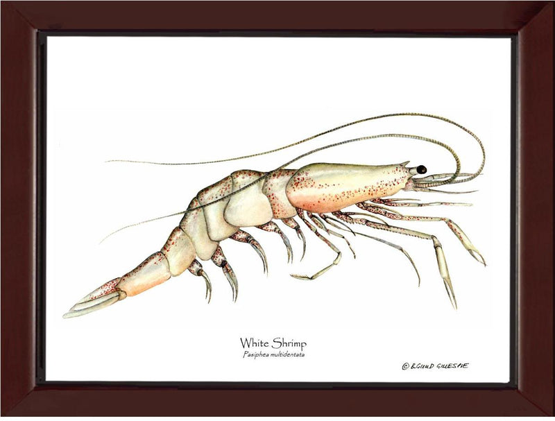 Shellfish Print: Shrimp, White | Shellfish Wall Art Print – Charting Nature