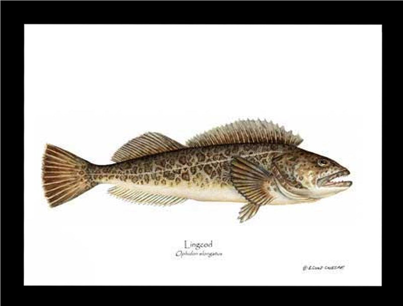 Fish Print: Lingcod Ophidon elongatus – Charting Nature