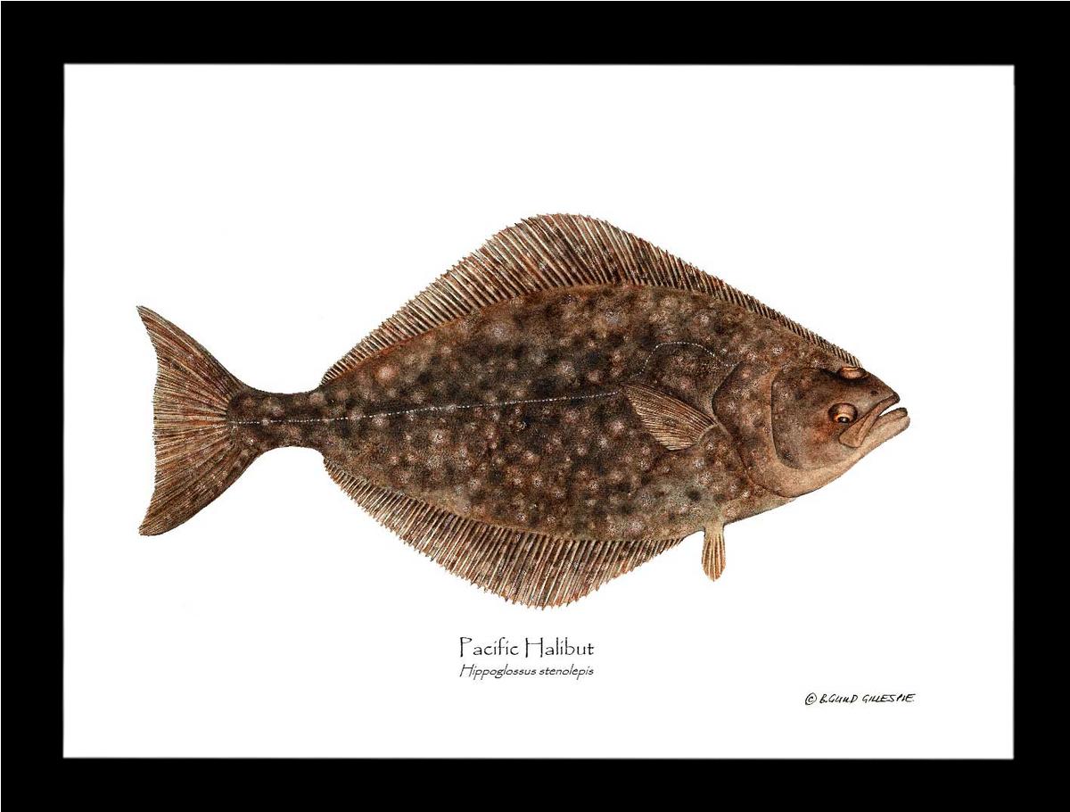 Fish and Shellfish Prints | Brenda Gillespie – Page 4 – Charting Nature