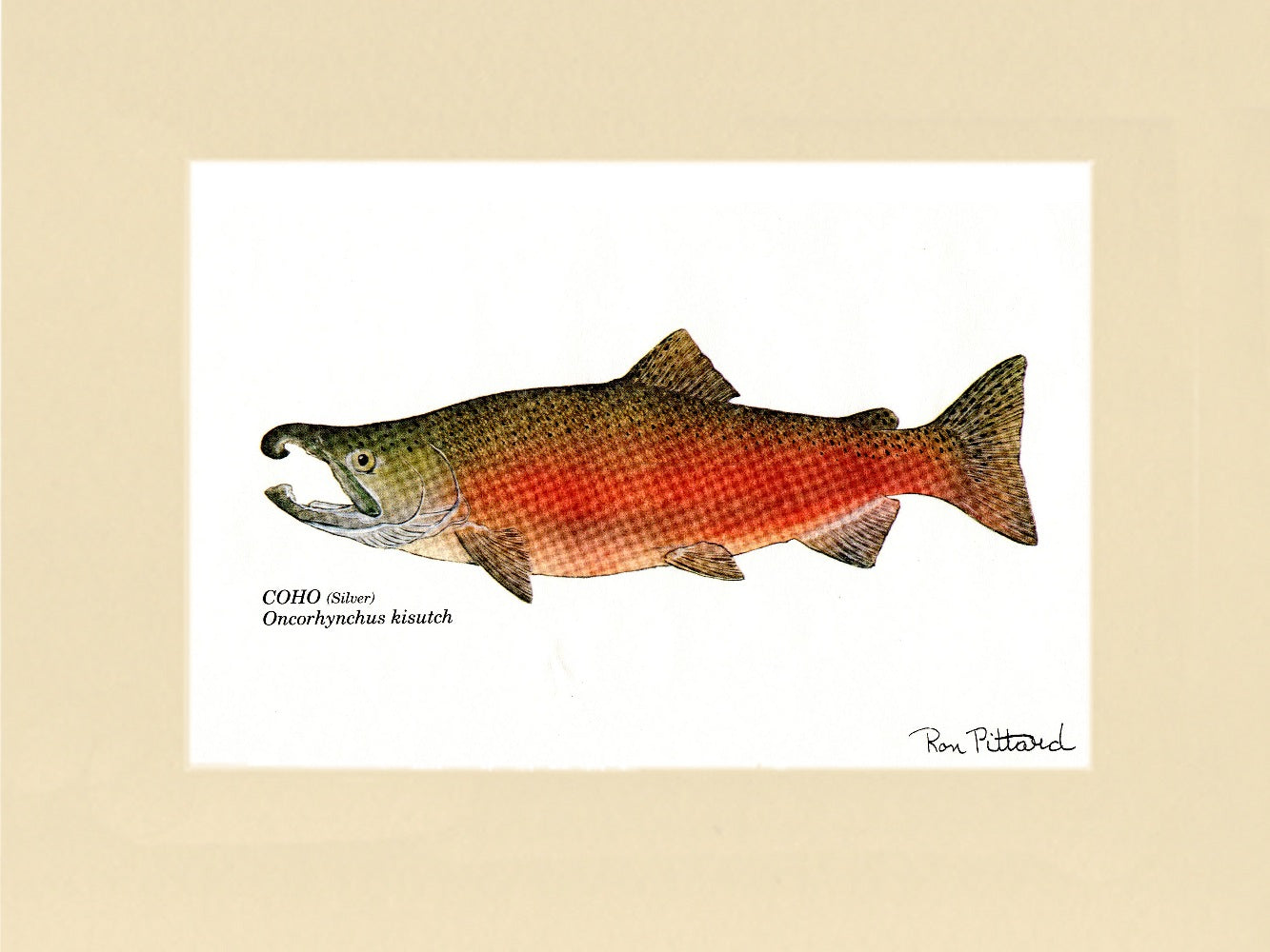 Coho Salmon Art Print - Fishing Wall Decor – Charting Nature