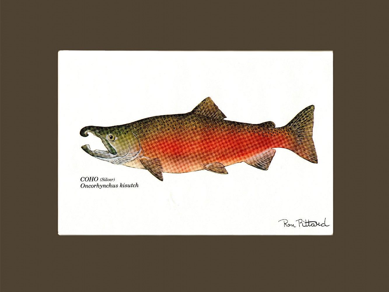 Coho Salmon Art Print - Fishing Wall Decor – Charting Nature
