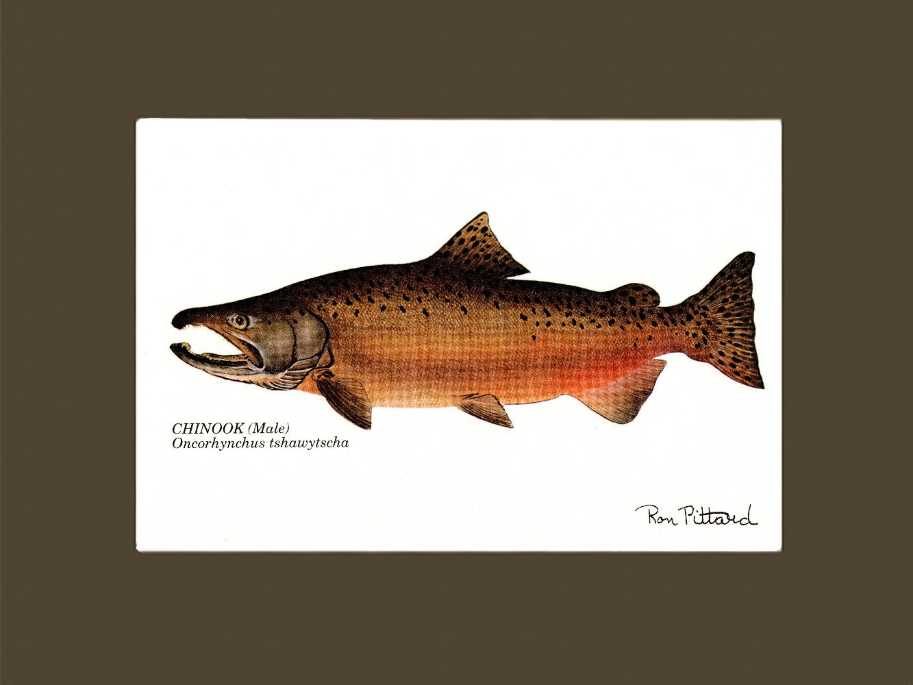 Chinook Salmon Drawing